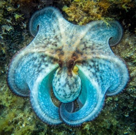 Tentacle Garden Photo