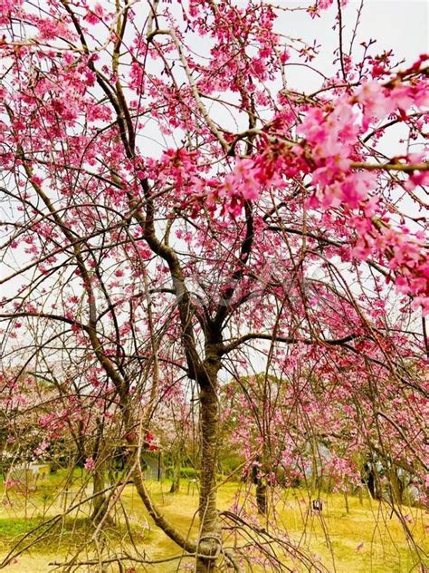 春の素材 青空に映える満開の美しい桜の花 No 24024735｜写真素材なら「写真ac」無料（フリー）ダウンロードok
