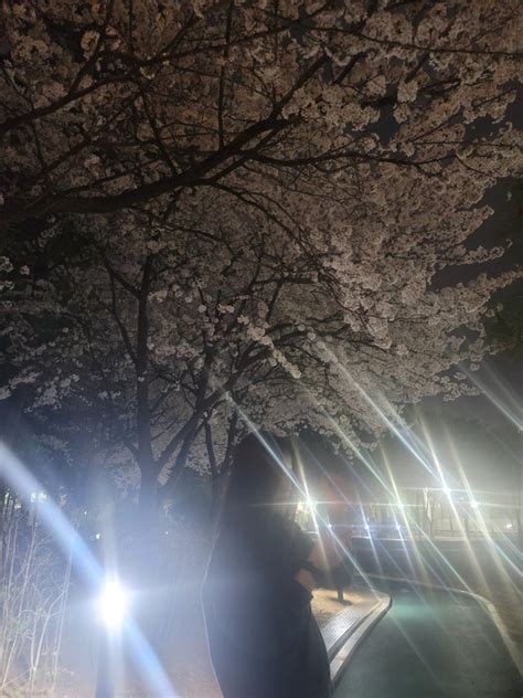 [경기도 화성] 벚꽃 구경 And 산책하기 좋은 동탄 센트럴파크 노작공원 네이버 블로그