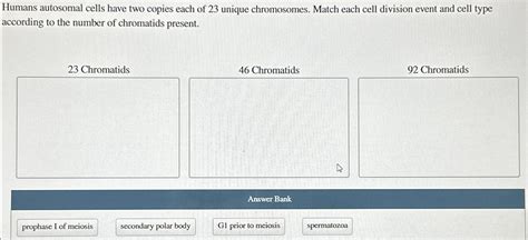 Solved Humans Autosomal Cells Have Two Copies Each Of Chegg