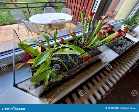 Trap Insects Using Pitchers With Nectar And Slippery Footing Around