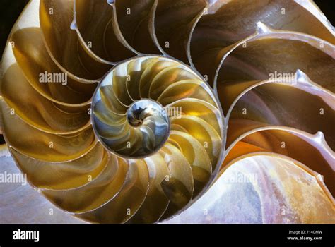CHAMBERED NAUTILUS Nautilus Pompilius SHELL CUT IN HALF SHOWING A