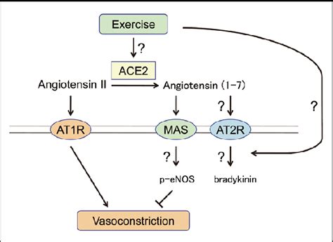 The Angiotensin Iiangiotensin Type 1 Receptor At1r Axis And