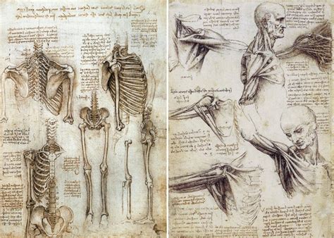 Anatomy Professor Uses 500 Year Old Da Vinci Drawings To Guide Cadaver Dissection Faculty Of
