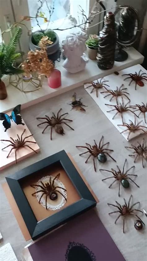 Spiders Insects Oddities On Instagram 🕷️ Is Looking For Its New Home