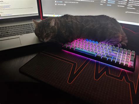 Tired of not getting my full attention. | Scrolller