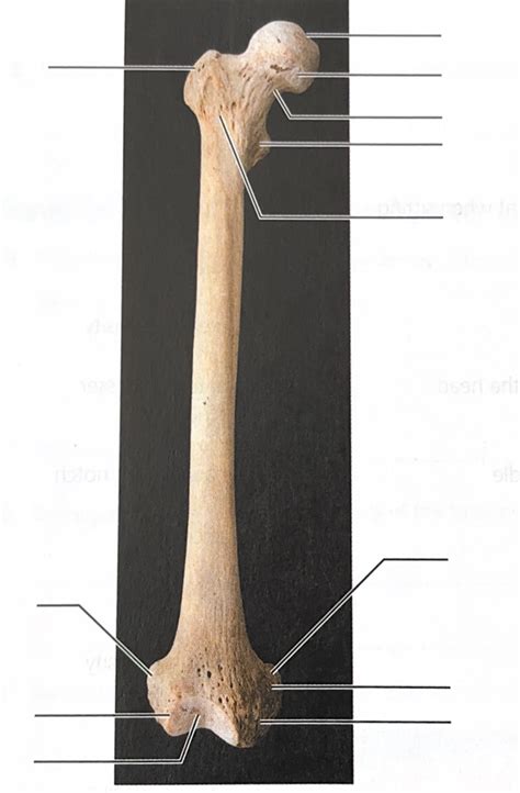 Femur Anterior View Diagram Quizlet