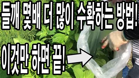 들깨 몇배 더 많이 수확하는 방법 들깨는 이것만 해주시면 이번 들깨 농사 끝 Youtube