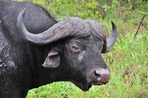Definitive Guide To Cape Buffalo Facts Habitat Conservation Status