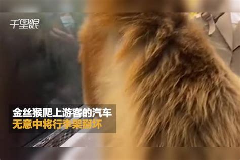 【陕西】待遇有别！金丝猴掰坏游客行李架被摸头安慰金丝猴游客行李架