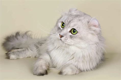 15 Grey And White Cat Breeds Youll Love With Pictures