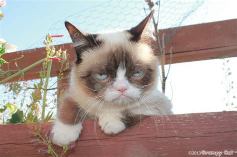 Grumpy Cat Realgrumpycat On X Lustige Katzenbilder Katzen Memes