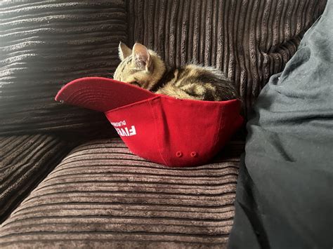 Mushu Has Unfortunately Recently Outgrown Her Favourite Hat R