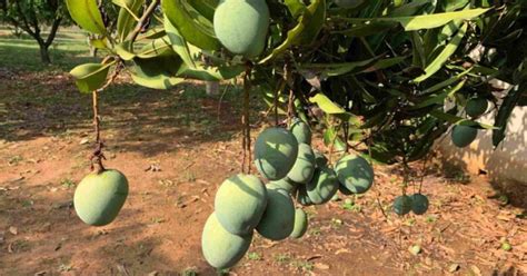 The Mango Map Of Karnataka A Delicious Guide To Local Varieties From