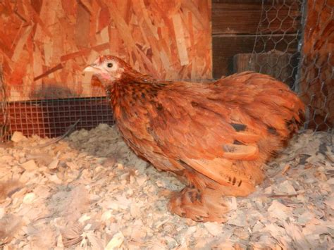 Blue Laced Red Bantam Cochins Backyard Chickens