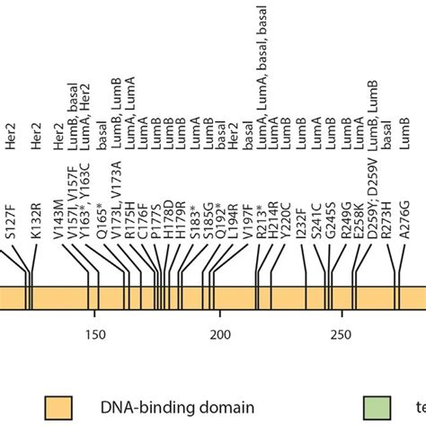 Tp53 Mutation Spectrum According To Intrinsic Subtype Mutation Plot Of