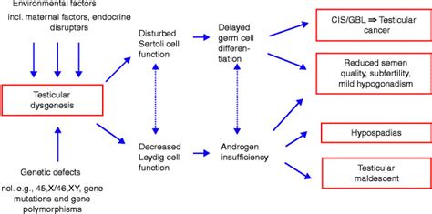 21 Pathogenesis Of Reproductive Disorders Grouped Within Testicular