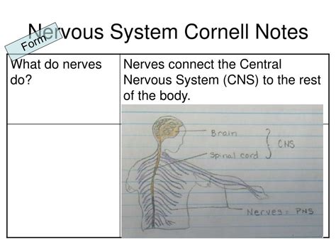 Ppt The Nervous System Powerpoint Presentation Free Download Id 3048215