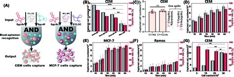 A Crisprcas12a Responsive Dual Aptamer Dna Network For Specific Capture And Controllable