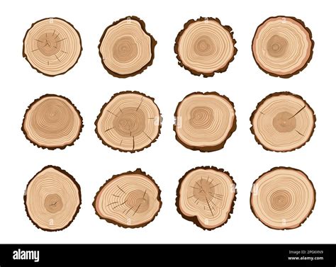 Tree Trunks Wood Cut Forest Tree Stump Log Cross Section Pattern