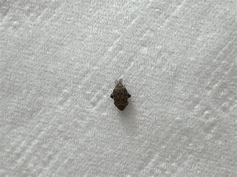 Ive Been Seeing These Bugs All Around My Kitchen Can Someone Id So I