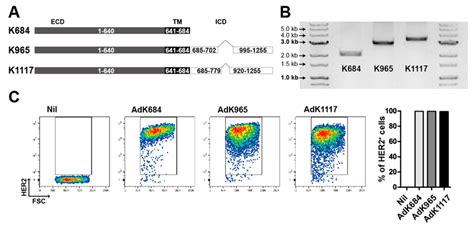 The Development Of Three Different Engineered Human Epidermal Growth