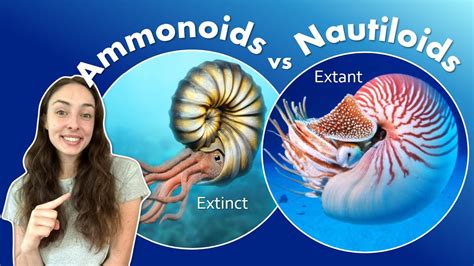 Why Ammonoids Went Extinct At The End Cretaceous While Nautiloids