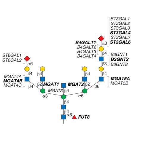 Modifying Antibody Functions Through Glycan Engineering Rapid Novor