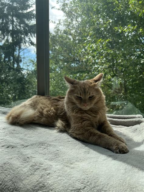 A Single Brain Cell And One Dubious Scheme Roneorangebraincell