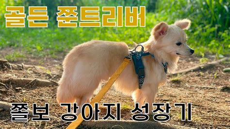 겁많은 강아지 산책 사회화 훈련 멍집사 Youtube