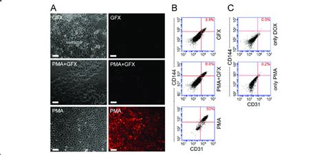 Pkc Inhibitor Inhibits The Generation Of Iecs A Gfx Partially Inhibits