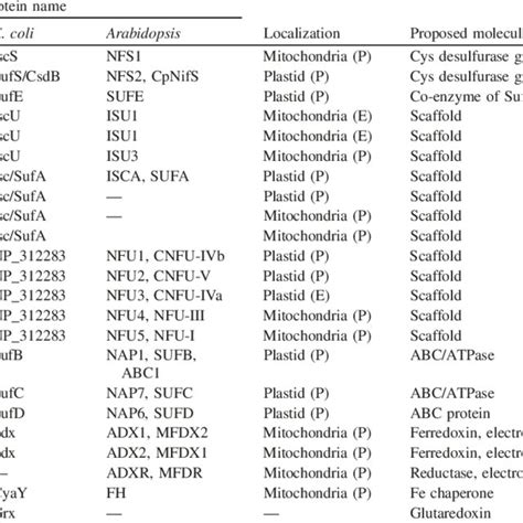 Subcellular Localization And Proposed Molecular Function Of Homologs Of