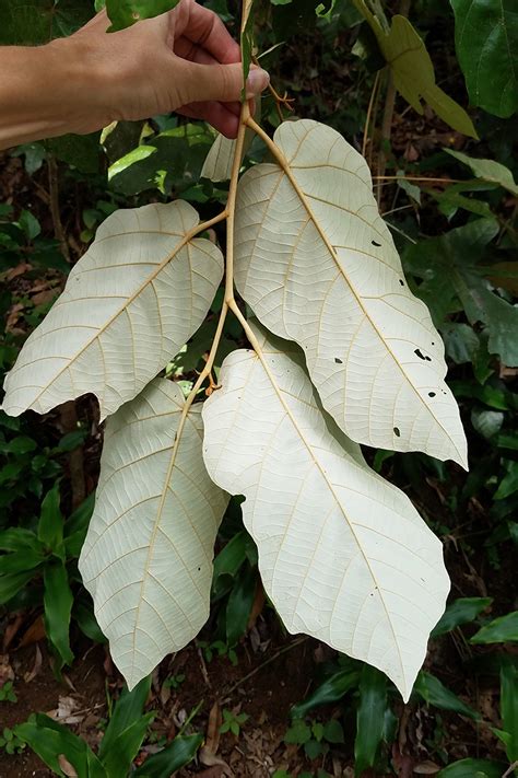 Pterospermum Diversifolium Dombeyaceae