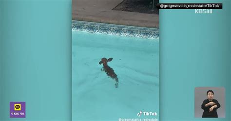 미국 수영장에 빠진 새끼 사슴