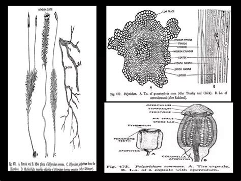 Bryophytes Pptx