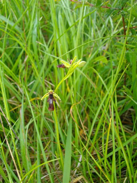 Orchis Mouche Plants Wild Orchid Savages Plant Planets