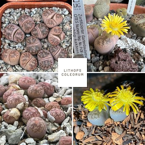 My Complete Lithops Identification Guide