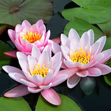 Difference Between Lotus And Water Lily Leaves