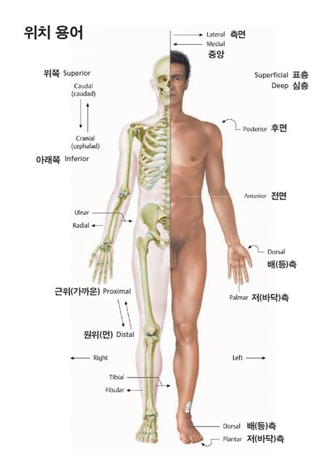 해부학 쉽게 공부하기 위치 또는 방향 그리고 움직임에관한 용어 보기 네이버 블로그