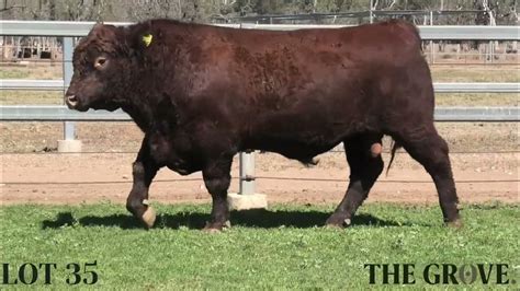 Lot 035 Youtube