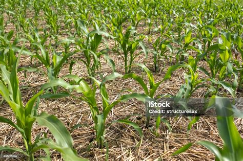 Ladang Jagung Muda Foto Stok Unduh Gambar Sekarang Alam Asia