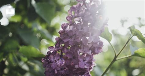 Foto Flores Moradas Con Hojas Verdes Imagen Bokeh Gratis En Unsplash