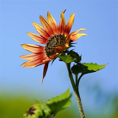 Helianthus Annuus Ms Mars Graines De Tournesol Annuel Nain Aux