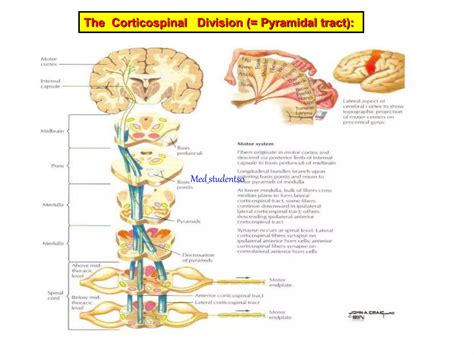 Pyramidal Extrapyramidal Pathways Ppt