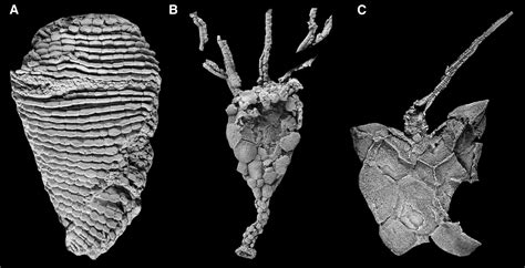 Evolution Mapping Out Early Echinoderms Current Biology