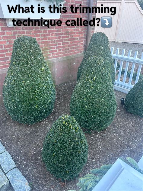 Guess The Name Of The Method Of How These Shrubs Were Specifically