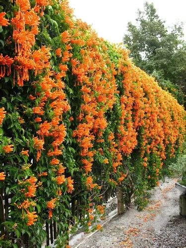 Tango Enredadera Naranja Pyrostegia Venusta Llamarada Cuotas Sin