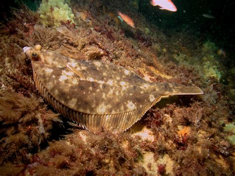 Fish Antifreeze Proteins Give Clues To The Evolution Of Novel Genes