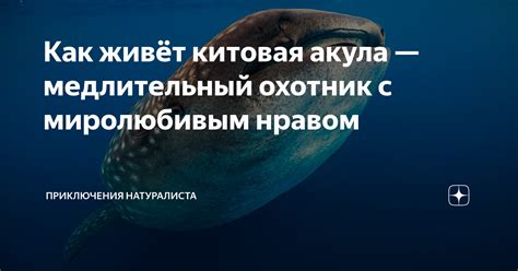 Как живёт китовая акула — медлительный охотник с миролюбивым нравом ...