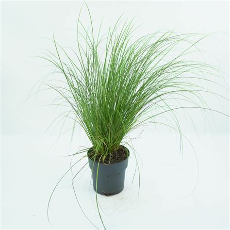 Carex Howardii Phoenix Green Turzyca Howarda Hortorus